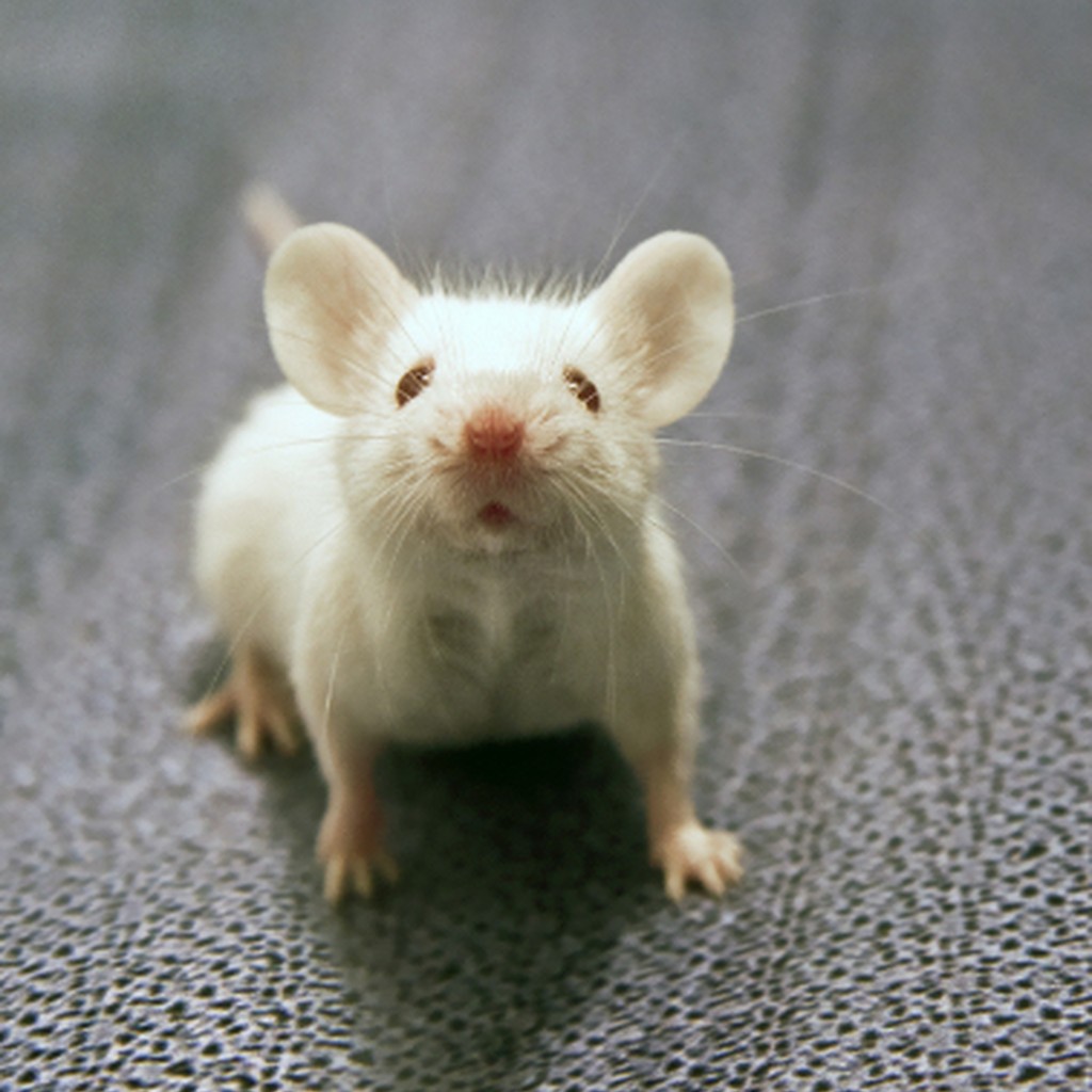 About Our Small Animals | Healthy Pet